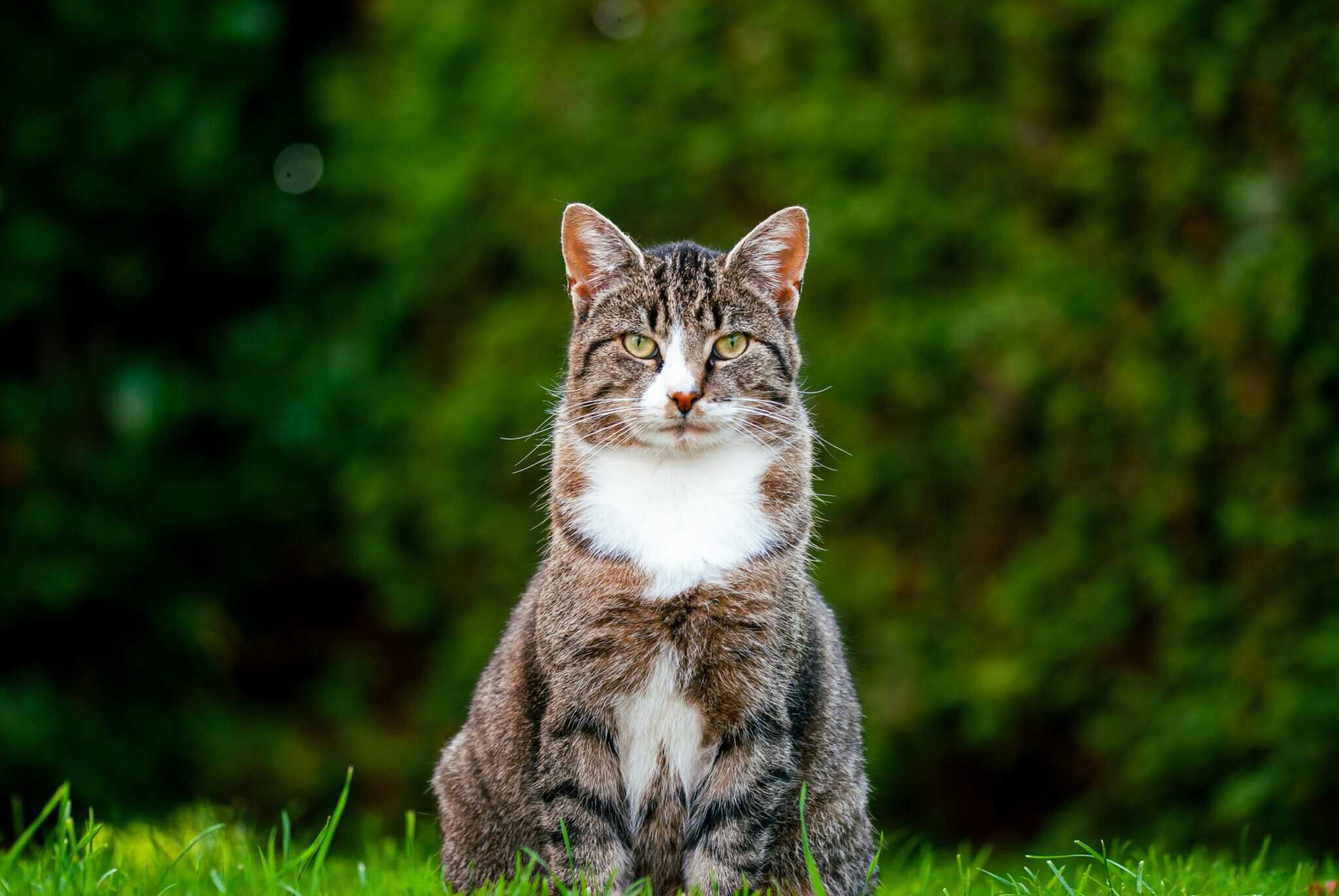 TVRS | Actualités | Chat errant : Voici les bons réflexes à avoir